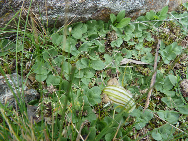 Little Dumpies and friends