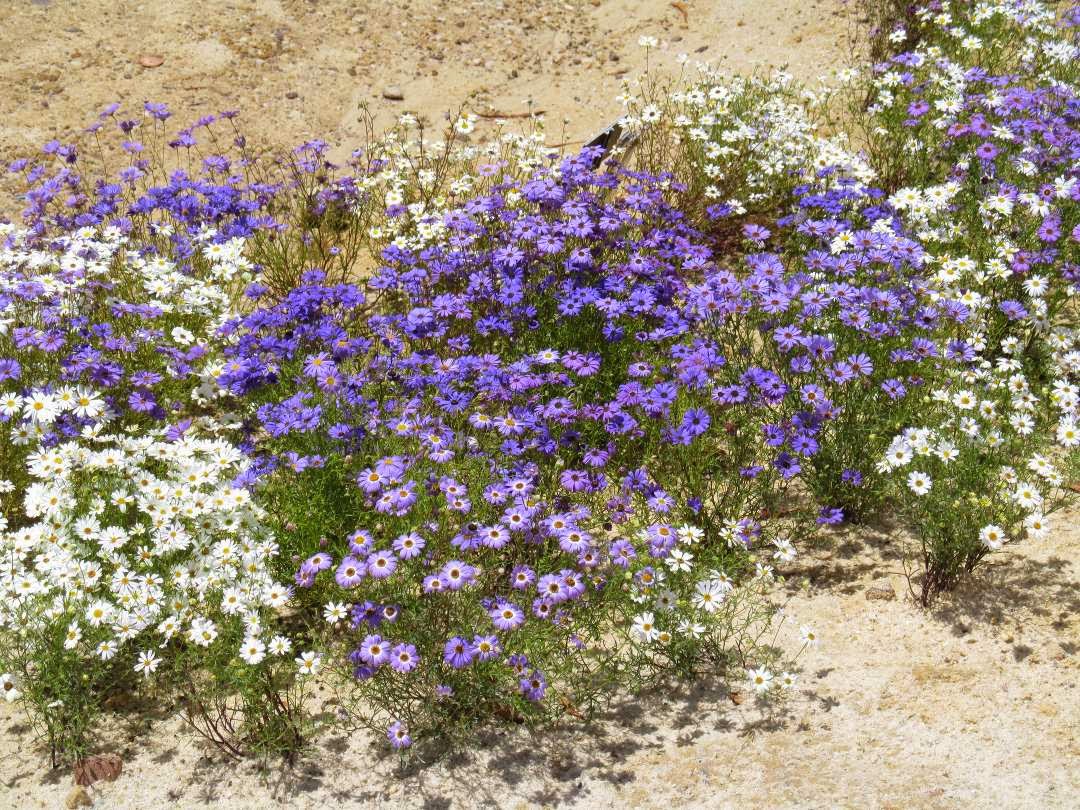 PhyloBotanist: The new daisy section of the Australian National Botanic ...