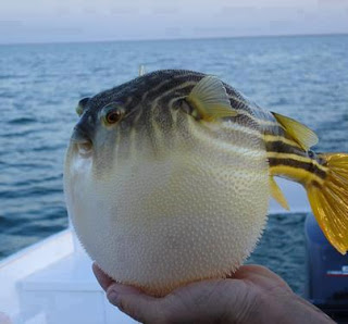 Amazing Puffer Fish | OSMEB