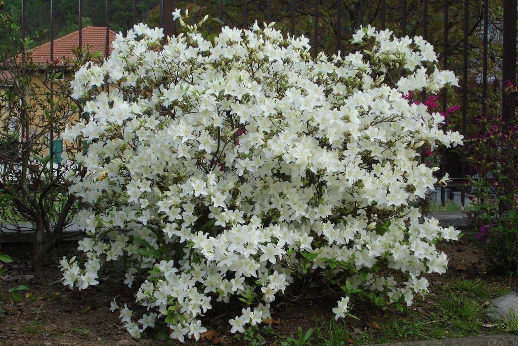 I colori della vita: Azalea bianca