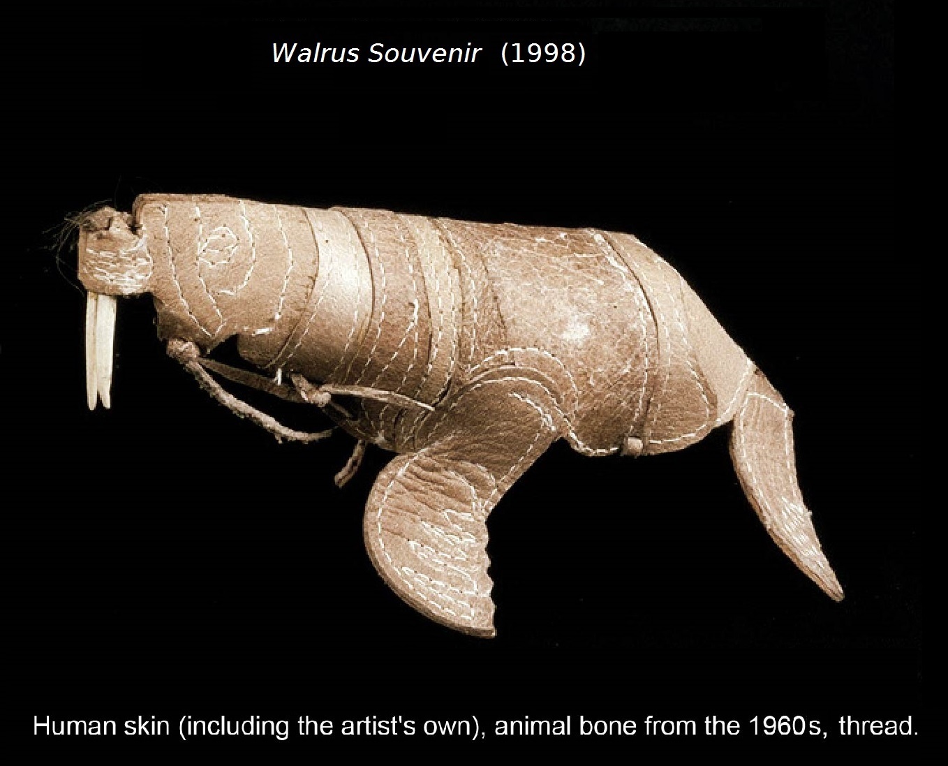 Rigor Vitae: Life Unyielding: WALRUS SOUVENIR