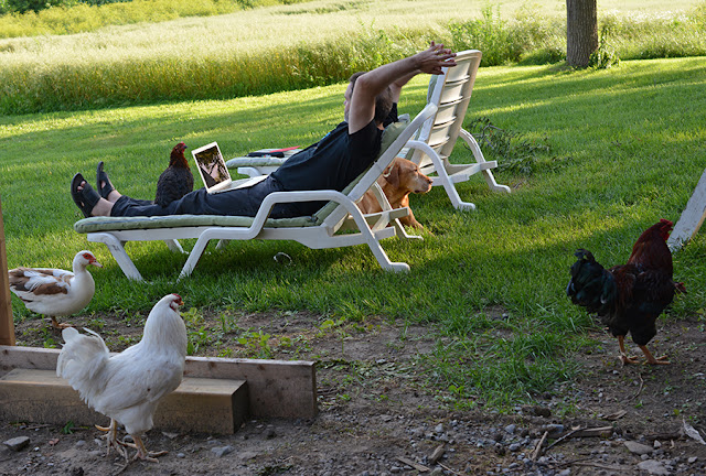 Knatolee's World: Lap chickens and other wonders