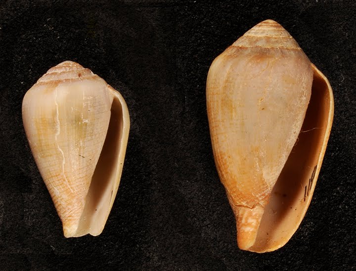 PALEO & GEO TOPICS: Comments by R. L. Squires: Cone Shells: Past and ...