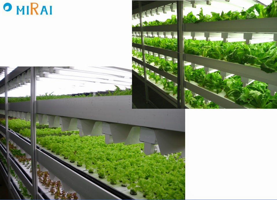 Granja vertical bajo techo en Japón : Jardines verticales y cubiertas ...