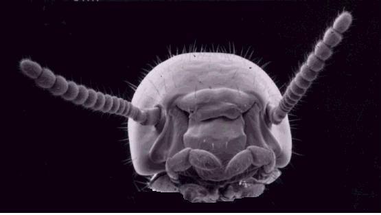 Ruminations of a Remembrancer: A Worker Termite Face