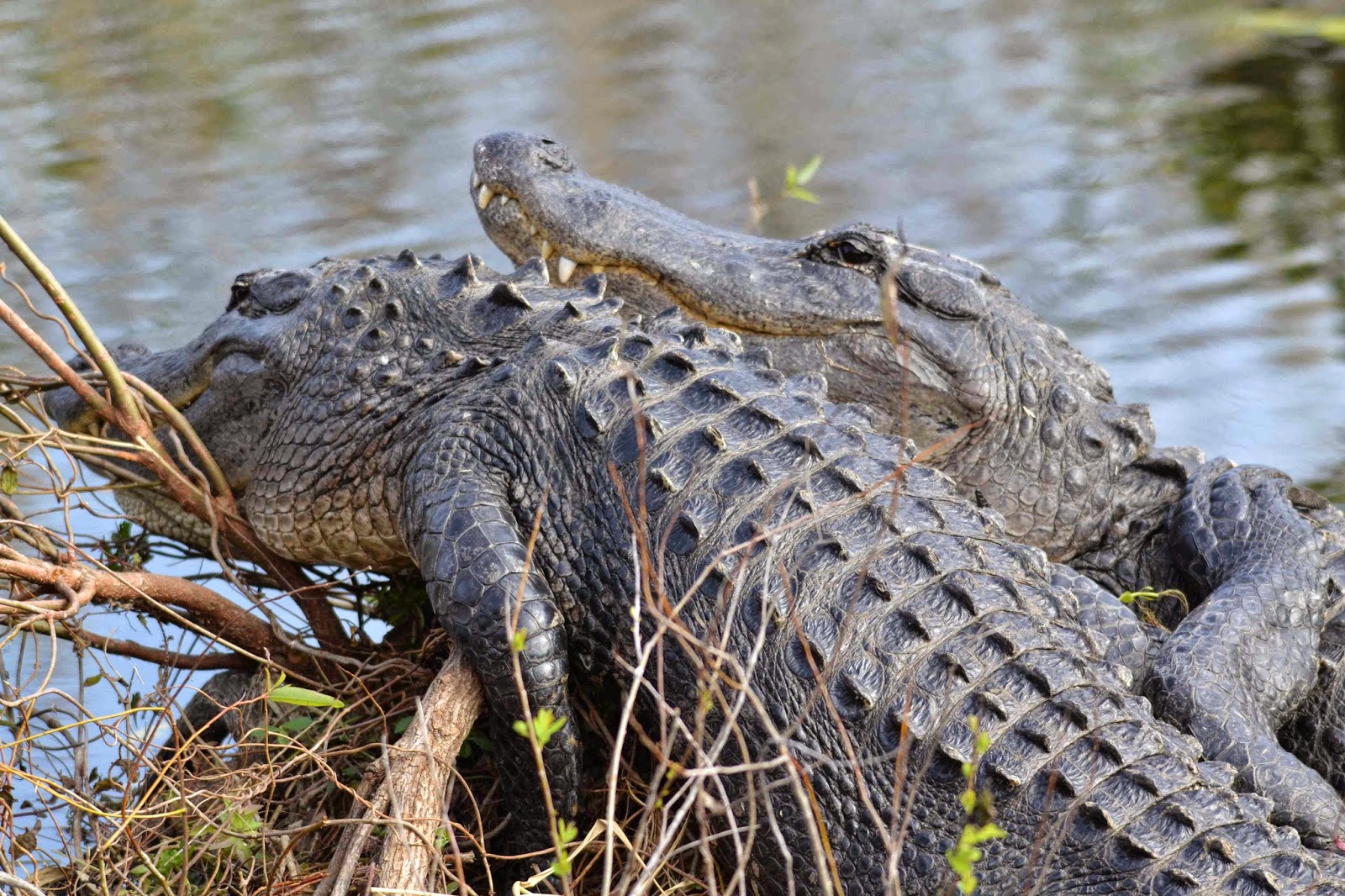 Wright in the Heart of the Wild: Gators Vs. Crocs