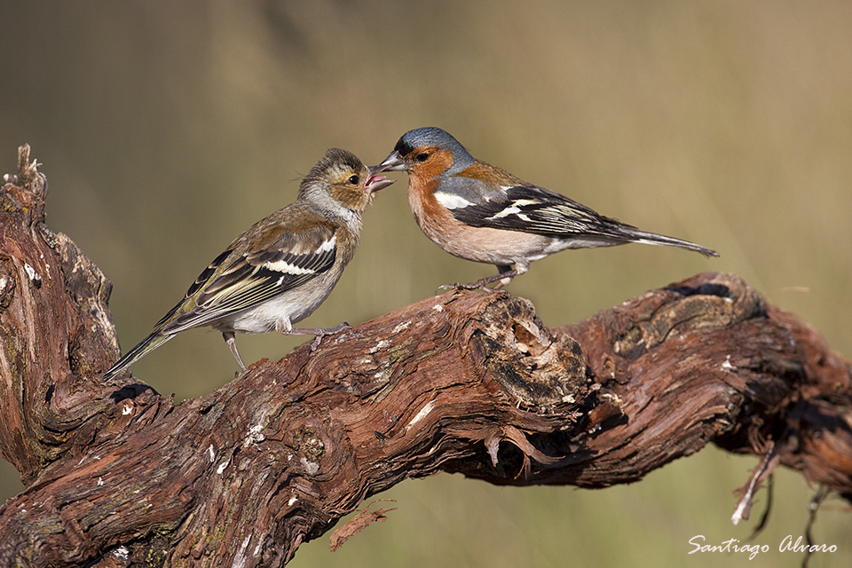 PINZÓN COMÚN EN EL BEBEDERO 2014 | Mirada