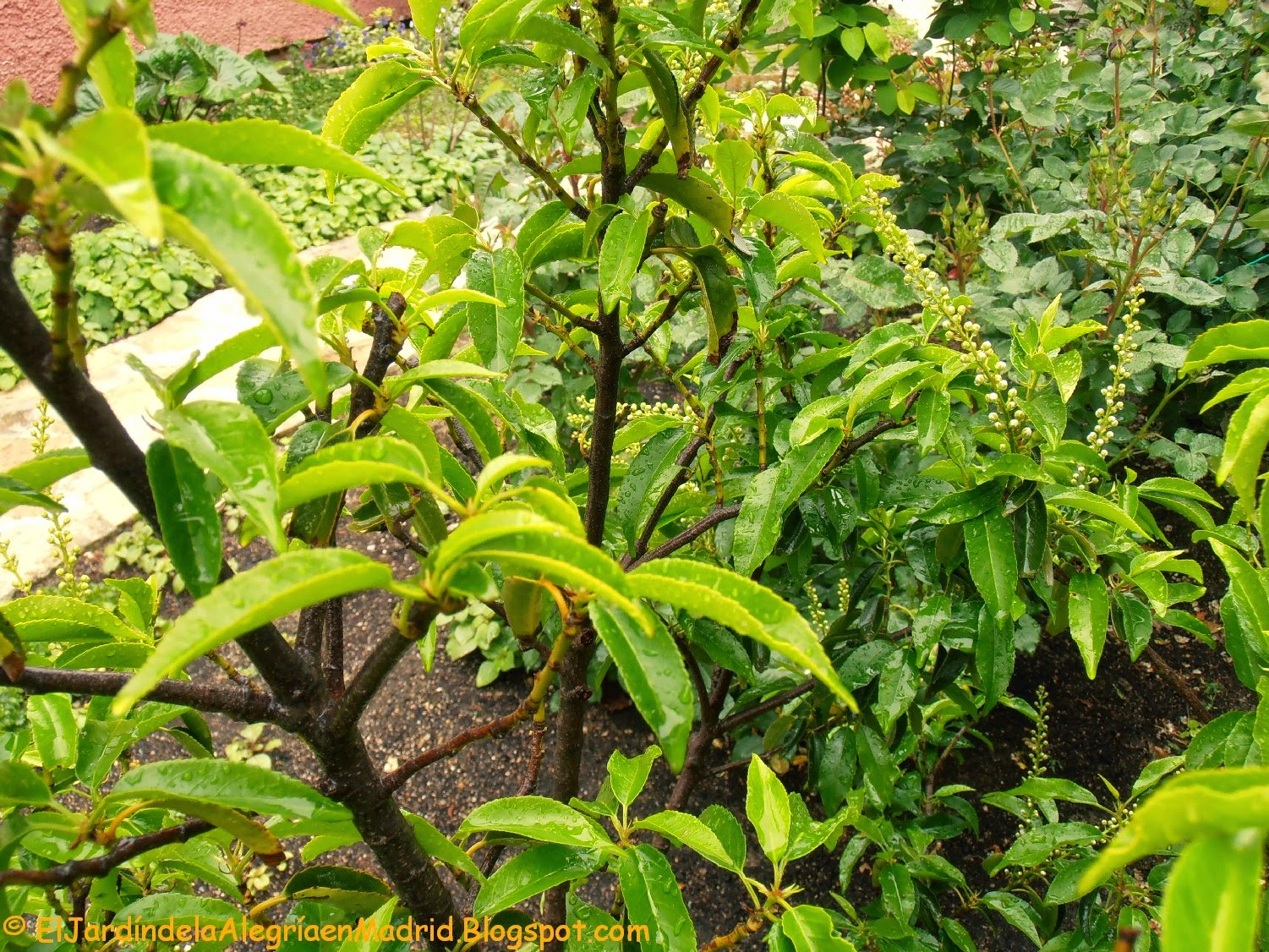 El jardín de la alegría : Prunus lusitanica (Loro, Laurel de Portugal o ...