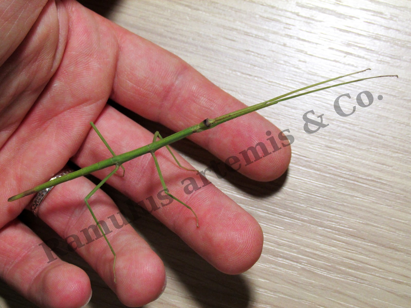 Ramulus artemis & Co.