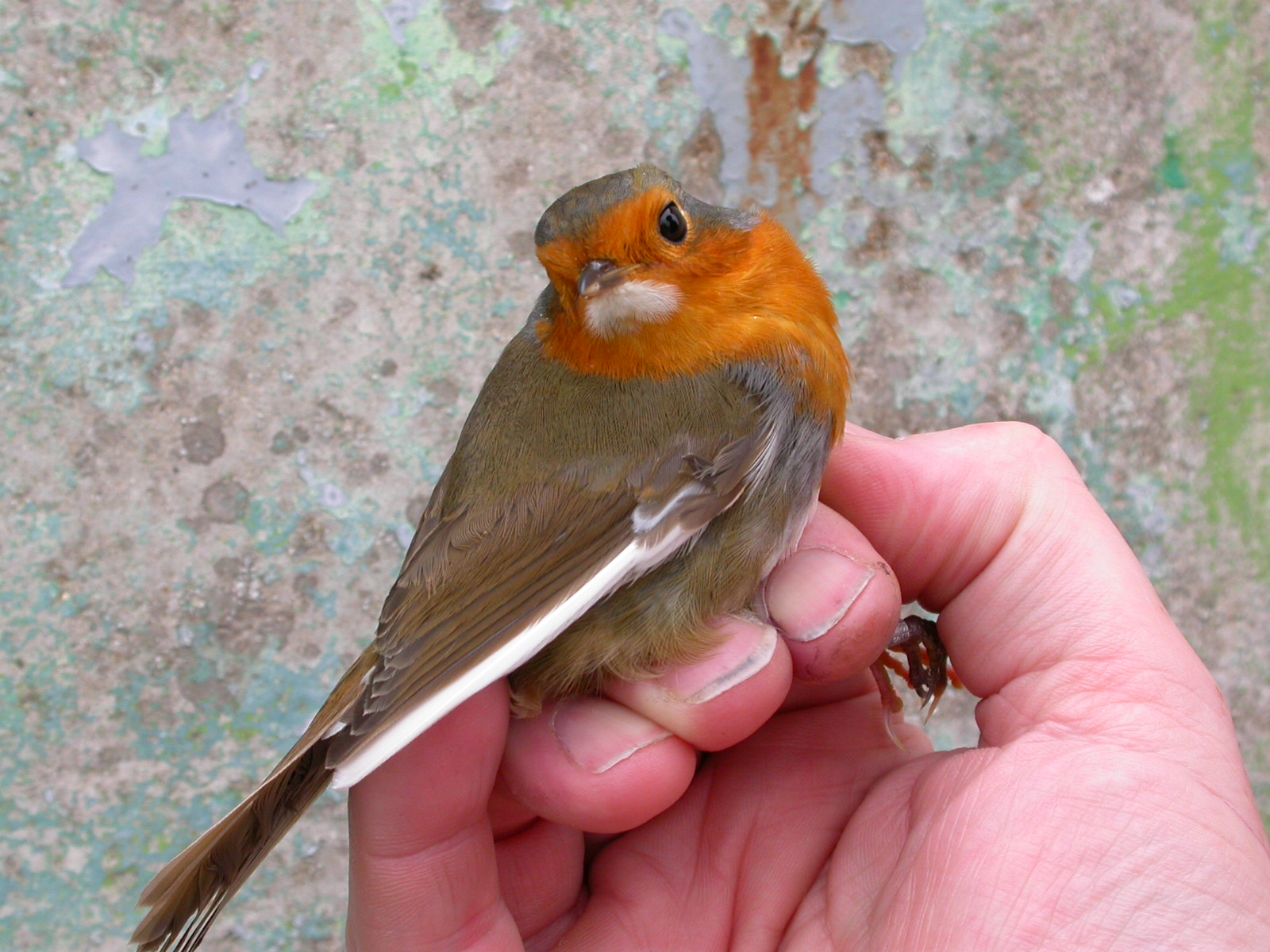Gibraltar Point Bird Observatory Blog: 2011