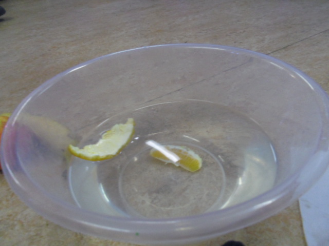 Science Projects: Floating Fruit