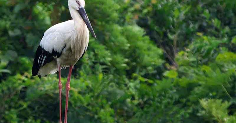 Ryukyu Life: 6 Photos of the Endangered Bird on Kouri Island