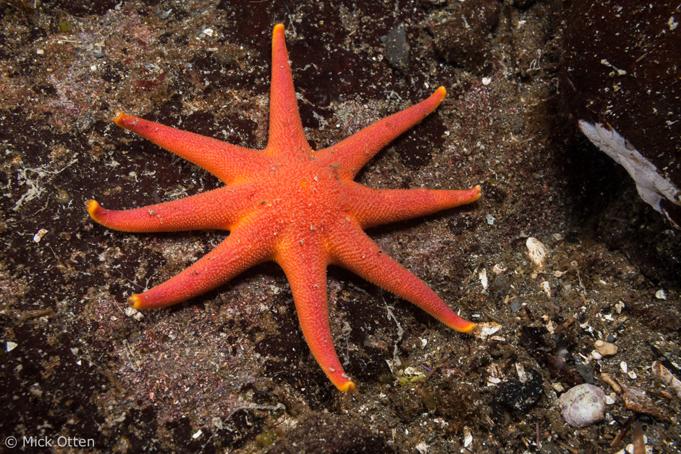 Mick's marine biology: Sea stars of Vancouver Island - part 1