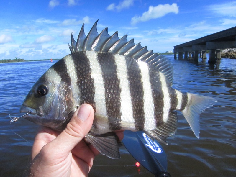 Kayak Angling for Big Fish: Fishing Report - Sheepshead- Mangrove ...
