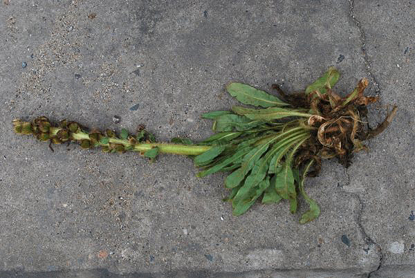 Meconopsis World - A Visual Reference: Meconopsis torquata