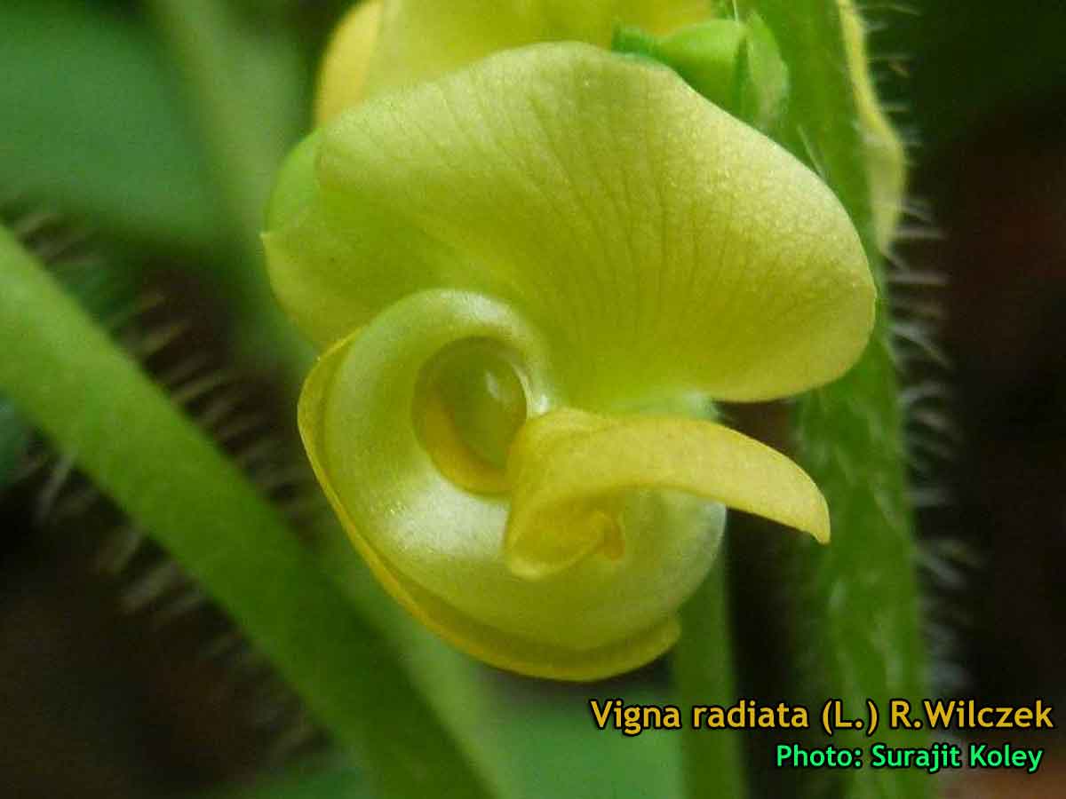 Medicinal Plants: Vigna radiata, Green gram, Mung, Pesalu, thua khieo ...