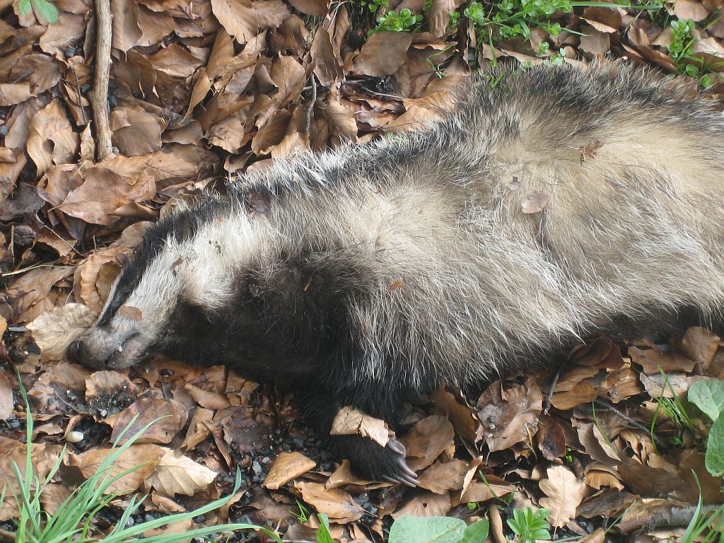 Trávník a věci okolo: dubna 2013