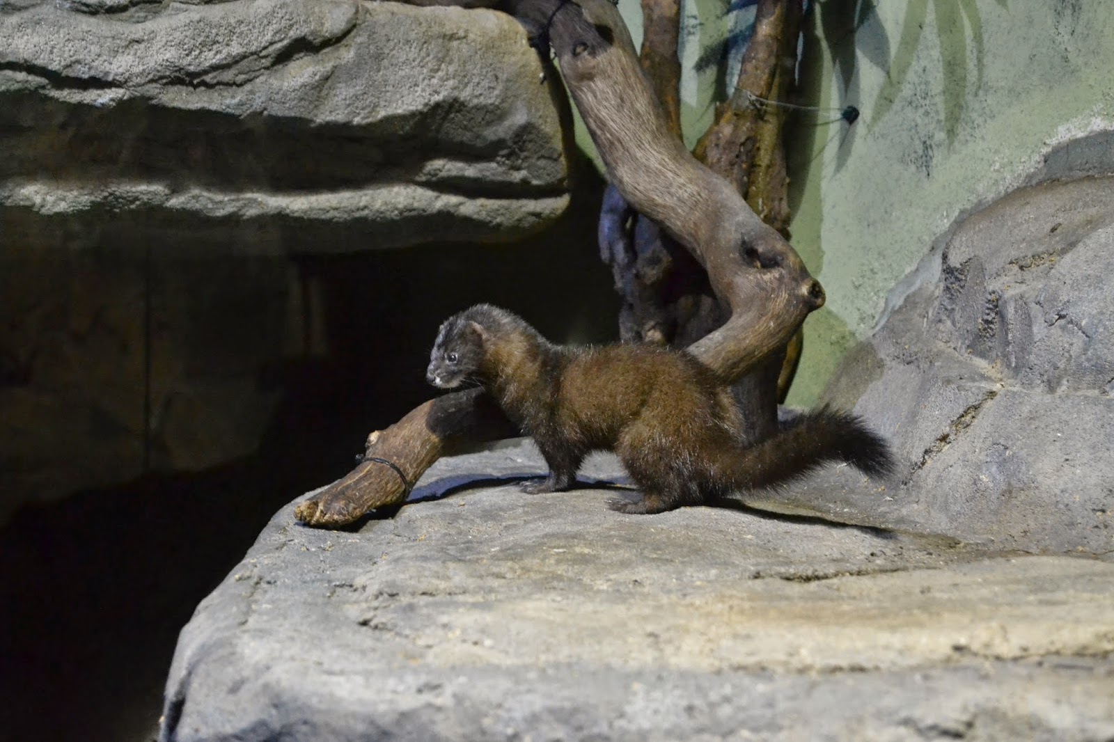 LEGADO NATURA: VISÓN EUROPEO - MUSTELA LUTREOLA