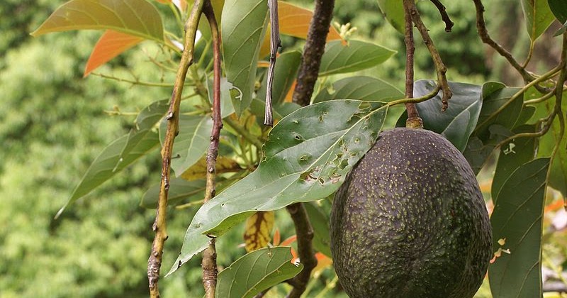 DON CHOPO: LA HUELLA ECOLOGICA DEL AGUACATE
