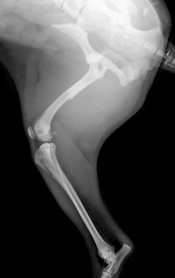 ARTROVET: Fractura de fémur y luxación de cadera