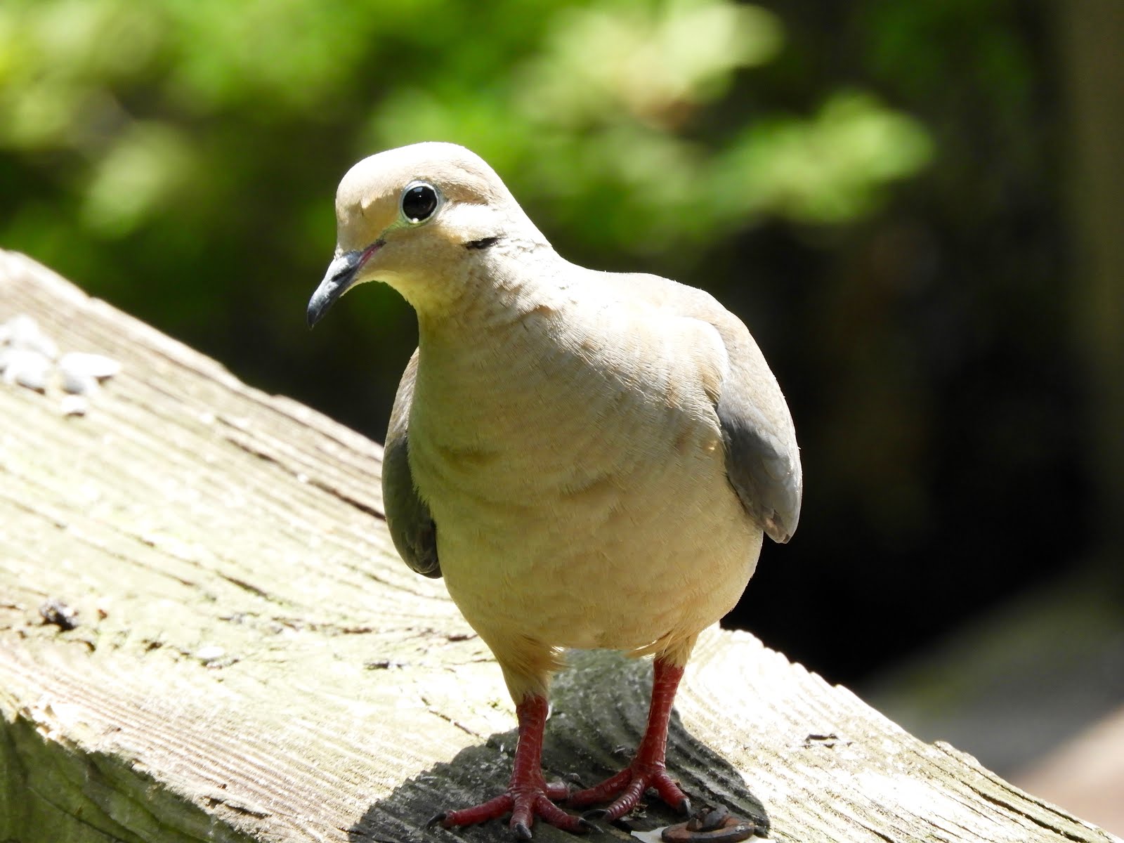 It's All About Purple: Mourning Doves...