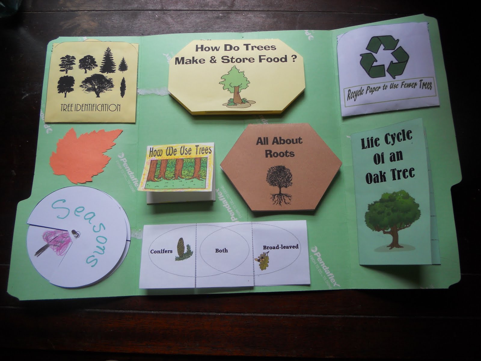 The Five of Us: Tree Lapbook