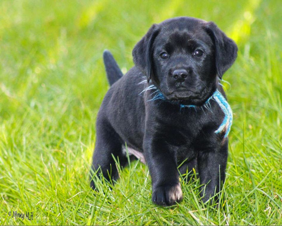 Cute black Labrador Retriever puppies pictures, Dogs photos