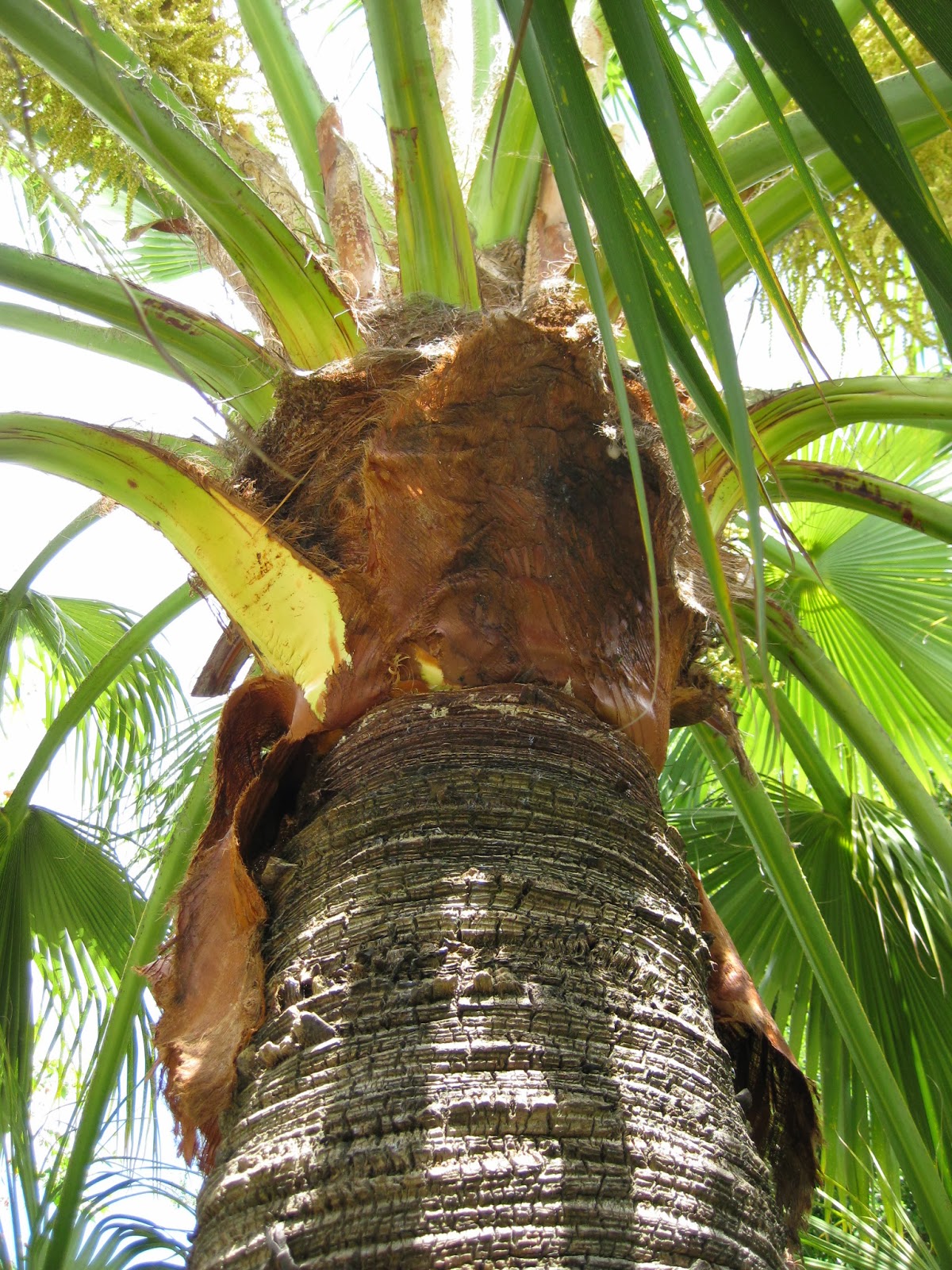 Trees of Santa Cruz County: Brahea edulis - Guadalupe Fan Palm