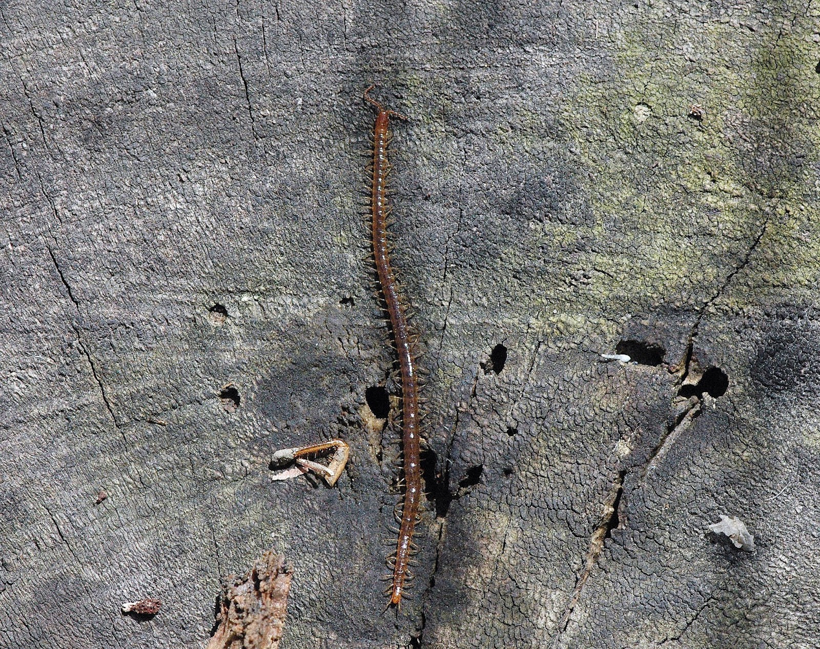 Field Biology in Southeastern Ohio: Springtime, I can DIG it.