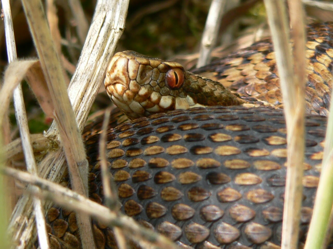 Norfolk Wildlife Trust: Norfolk Wildlife Services studying rare adders