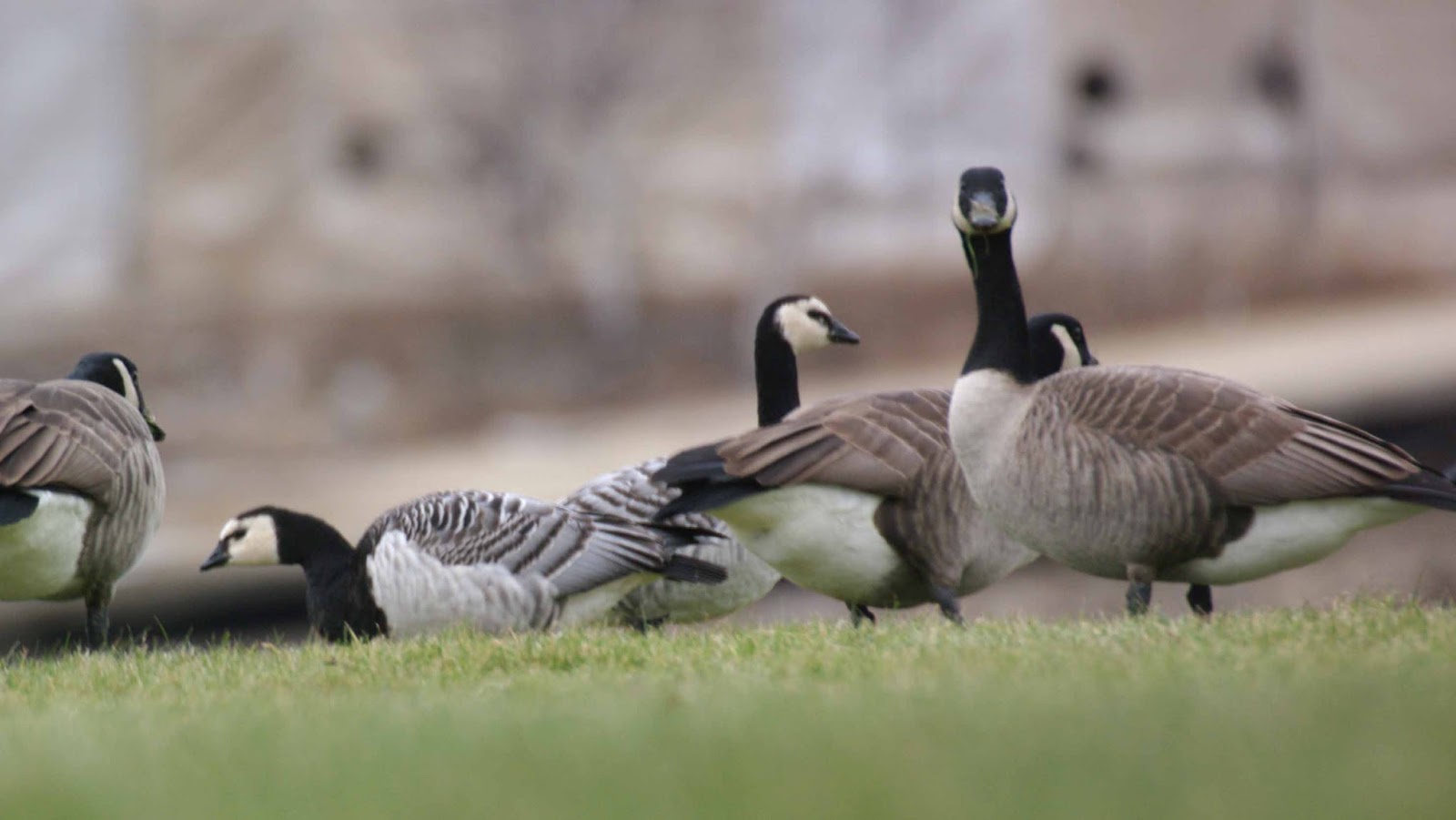 Bev's Nature Blog: Barnacle Goose