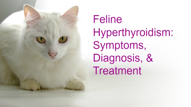 Fur Everywhere: Feline Hyperthyroidism