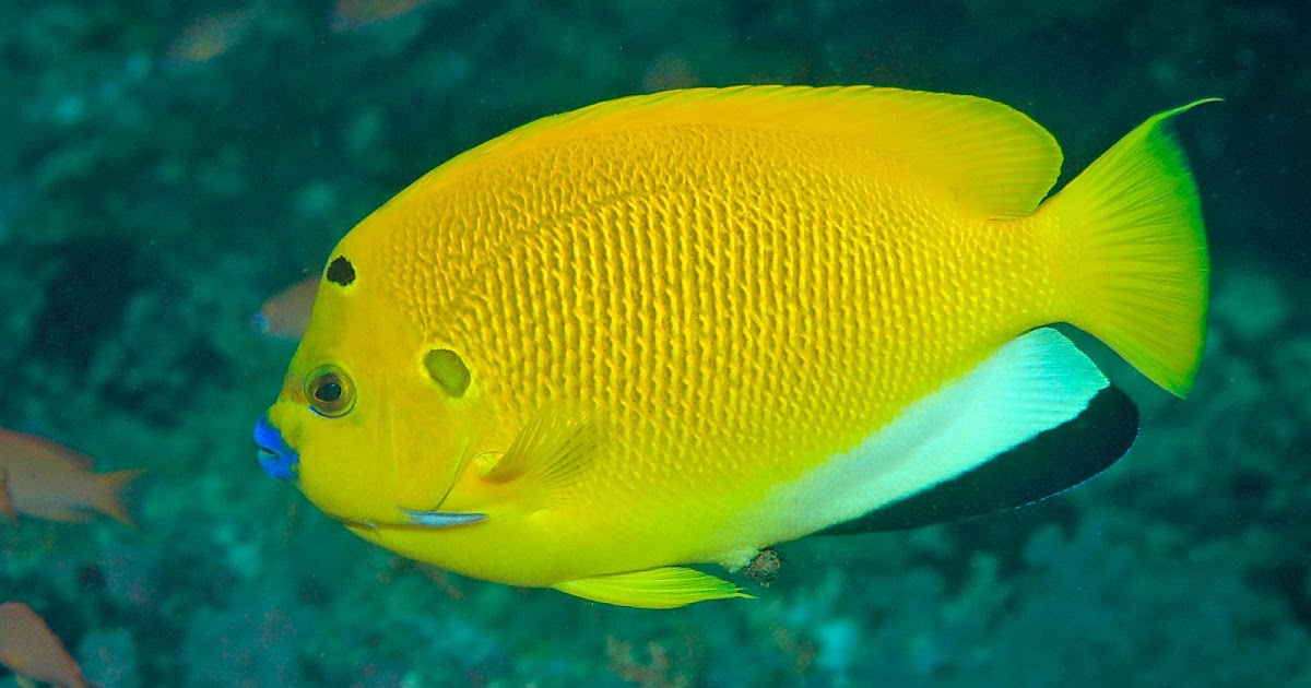 IKAN LAUT ASLI INDONESIA: Angel