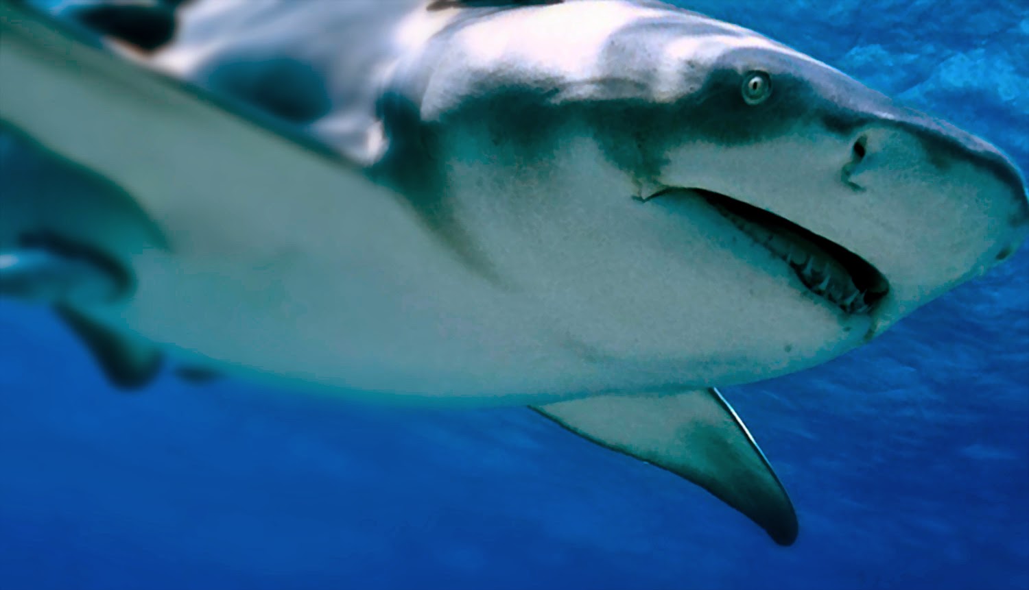 10 Jenis Hewan yang Tergolong Paling Rakus di Dunia ~ One web id