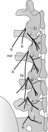 LIGAMENTO INTERESPINOSO LUMBAR