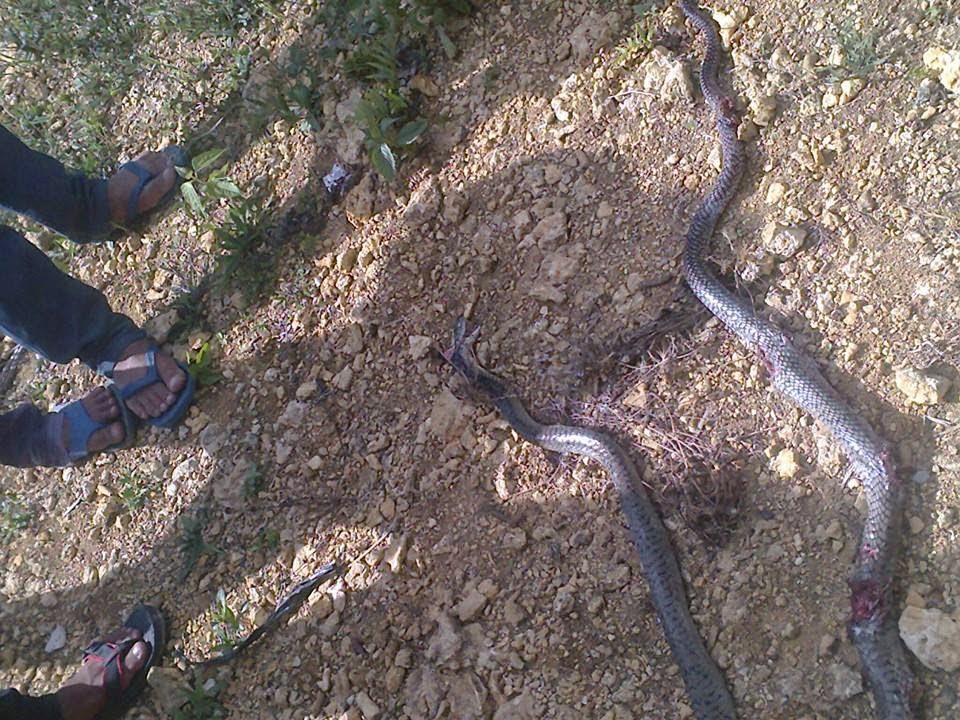 NEWS: KING COBRA ( Banakon) @ CATIGBI-AN, BOHOL , PHILIPPINES