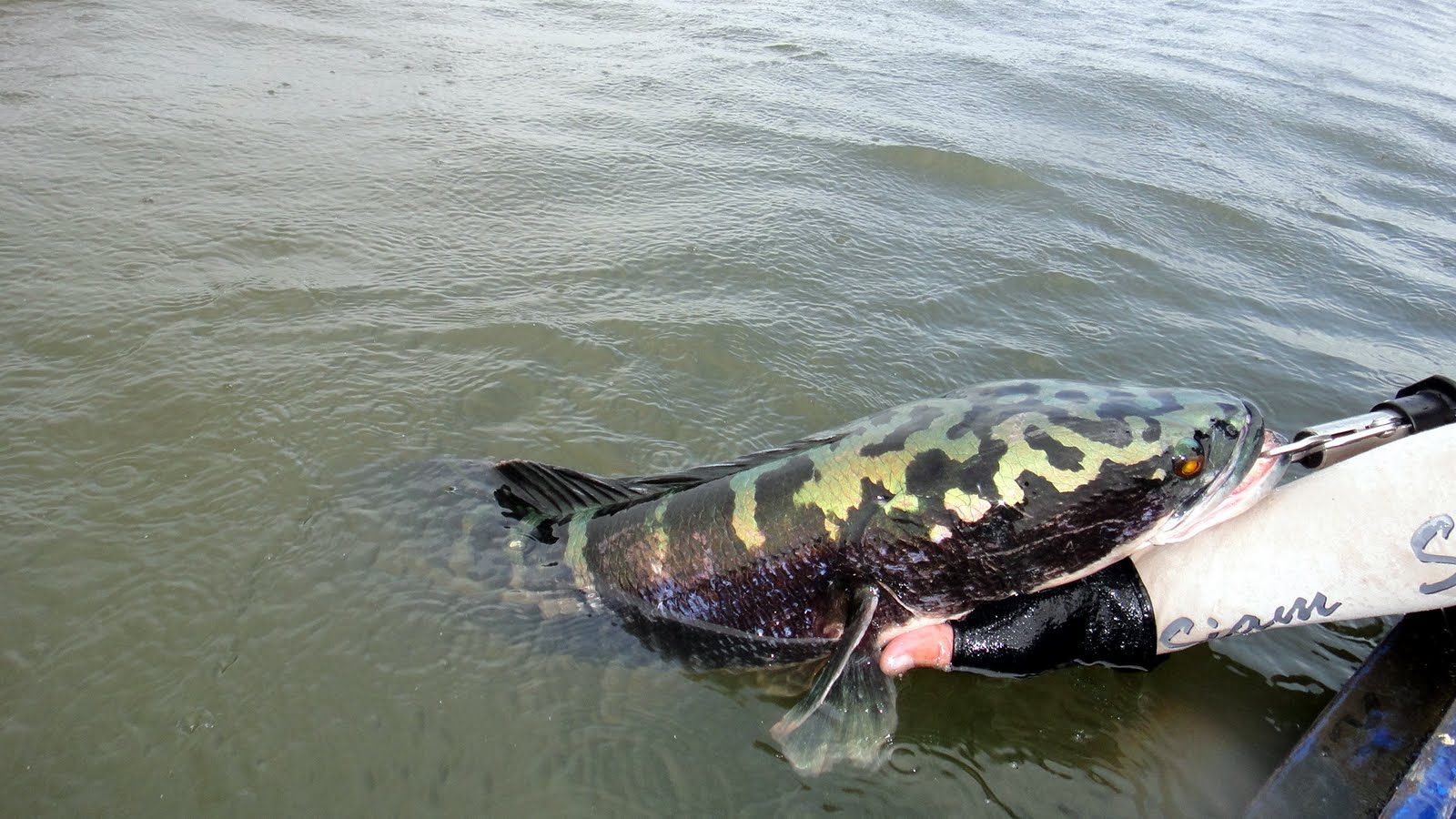 Thailand Giant Snakehead (Toman) And Wild Fishing.: Toman Season ...