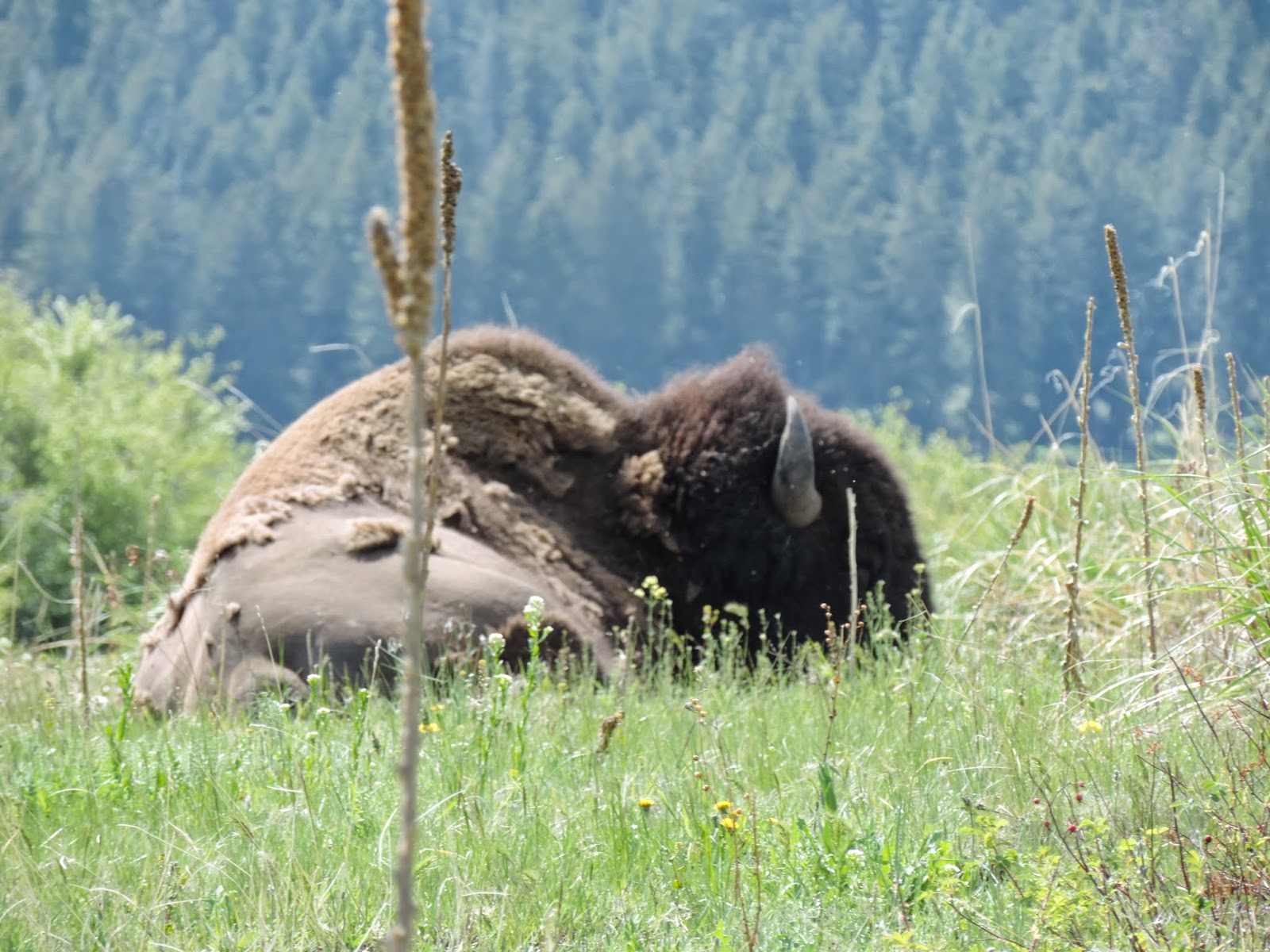 bobcat4nier: National Bison Range National Park