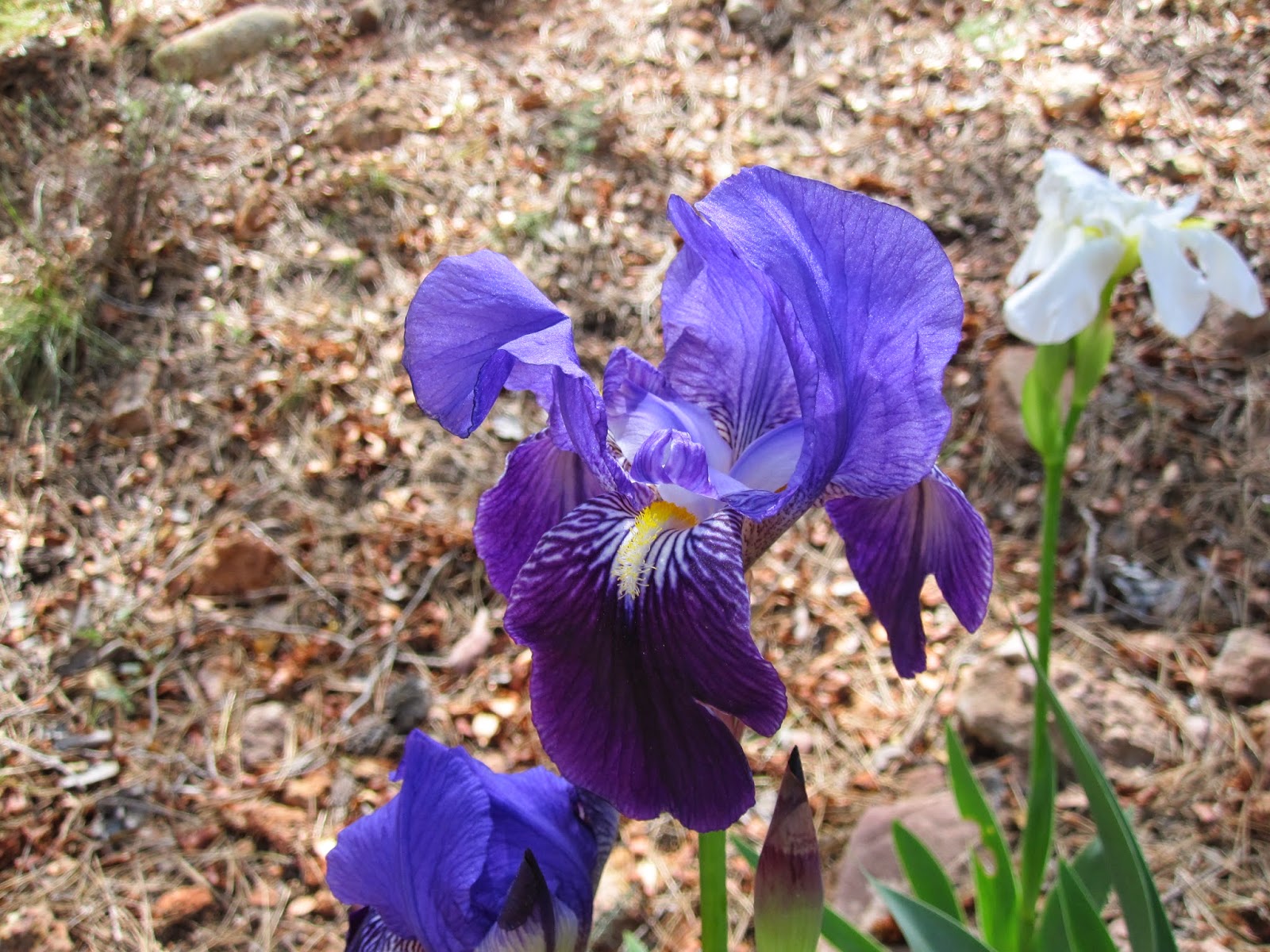 Universo Botánico: Iris germanica L. (Lirio azul)