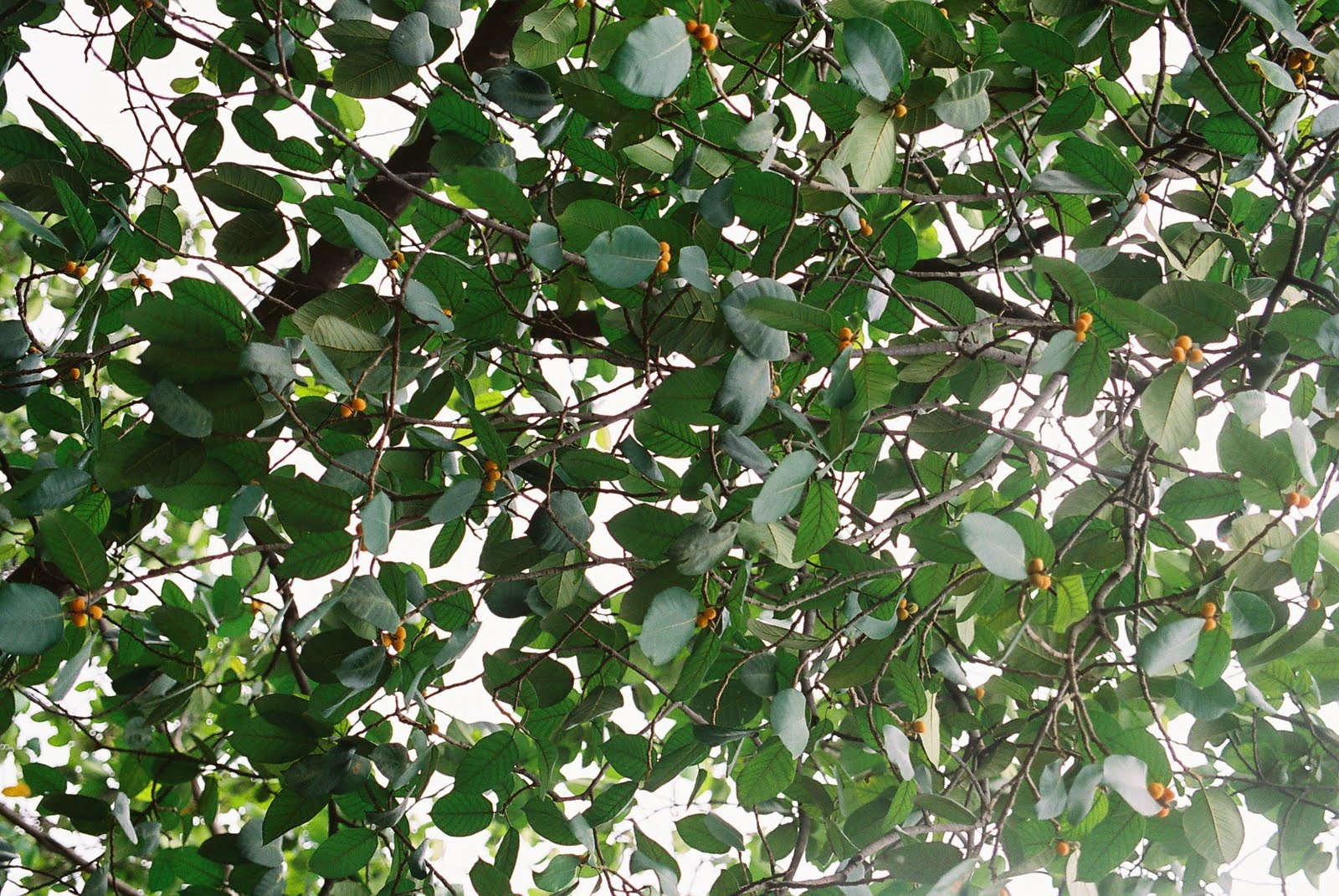 Ficus talboti | Flowering Plants and Pictures