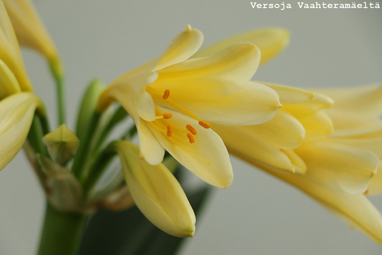 Versoja Vaahteramäeltä : Kliivia