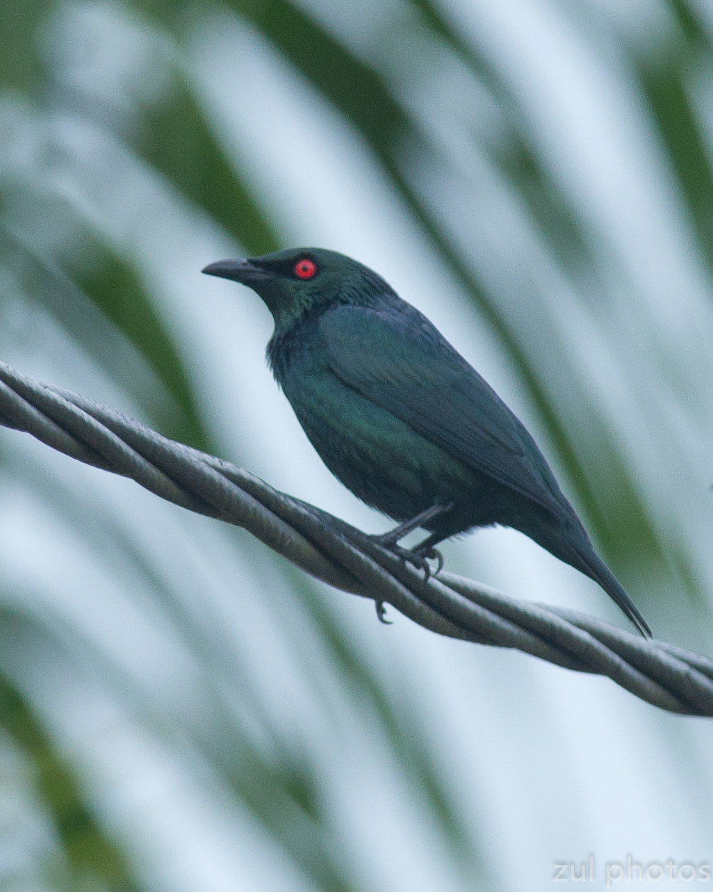 Zul Ya - Birds of Peninsular Malaysia: Perling Mata Merah