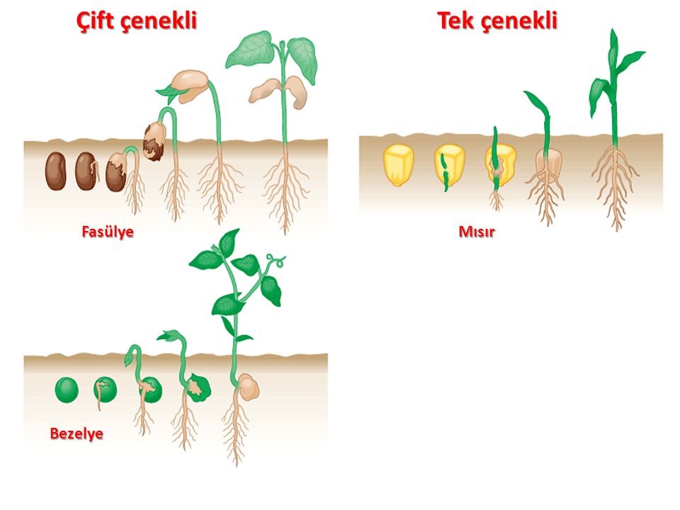 Botanik: TEK ÇENEKLİ VE ÇİFT ÇENEKLİ BİTKİLER