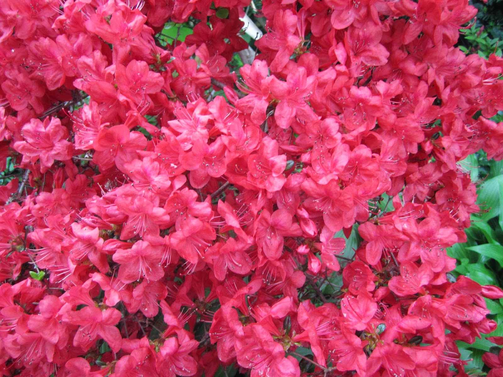 Jarvis House: Pretty in Pink Spring Flowering Shrubs 2014 in the Jarvis ...