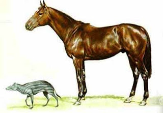 Animales prehistóricos: Hyracotherium.