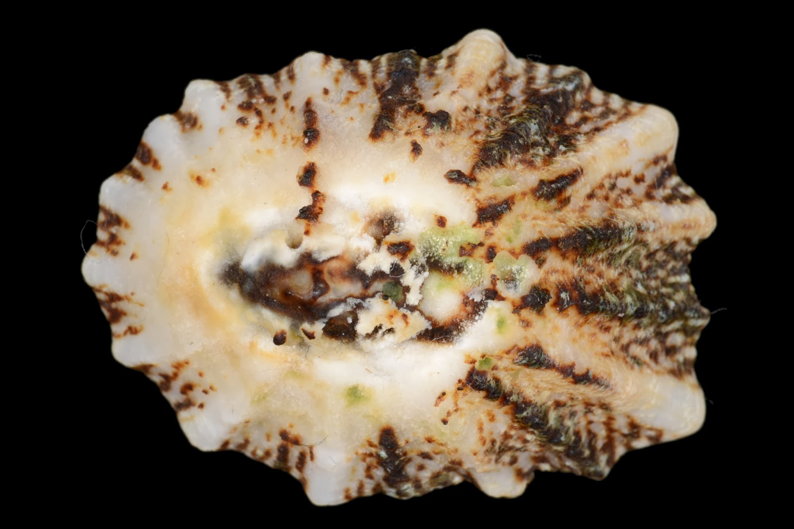 Dr. Lee's Gallery Museum: Lottia scabra 25.40mm