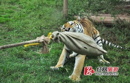 Live Laugh Love: Tug of War With Tigers