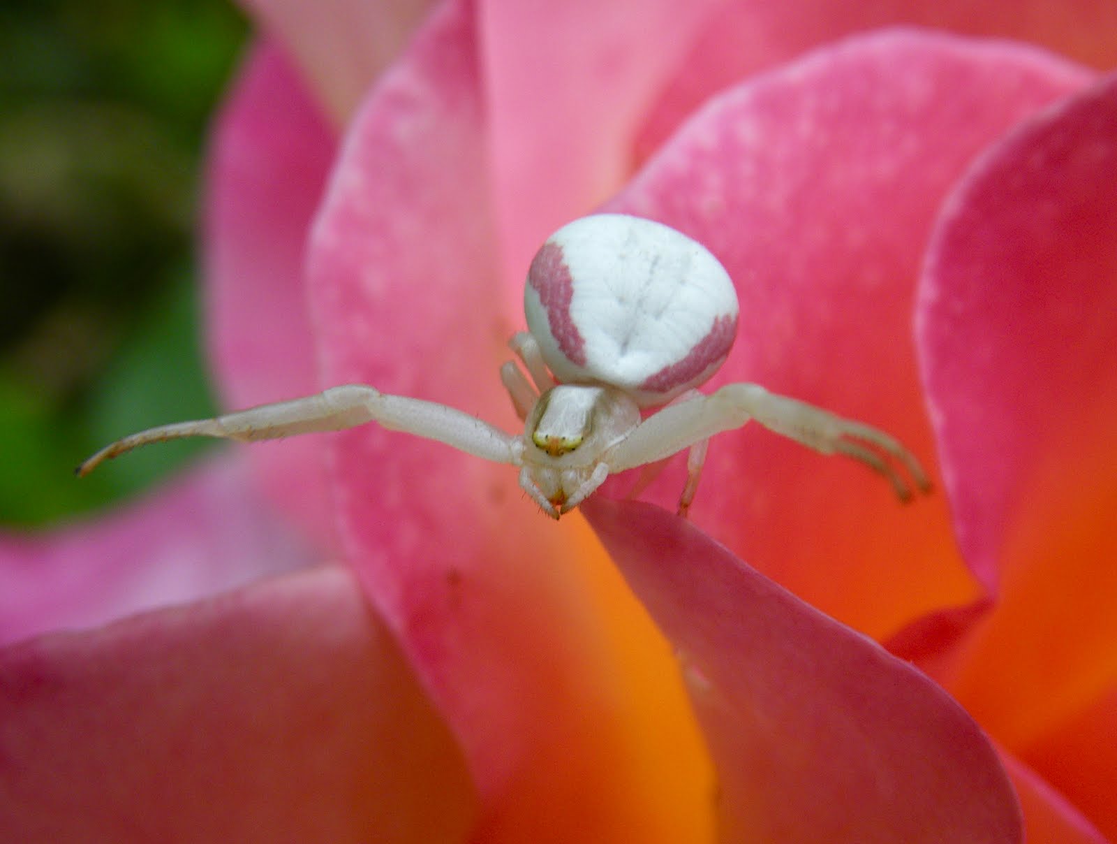 Angie's random blog: A white spider in my garden