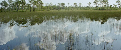 A Year of Being Here: Elizabeth Ayres: "The Road of Unforgetting"