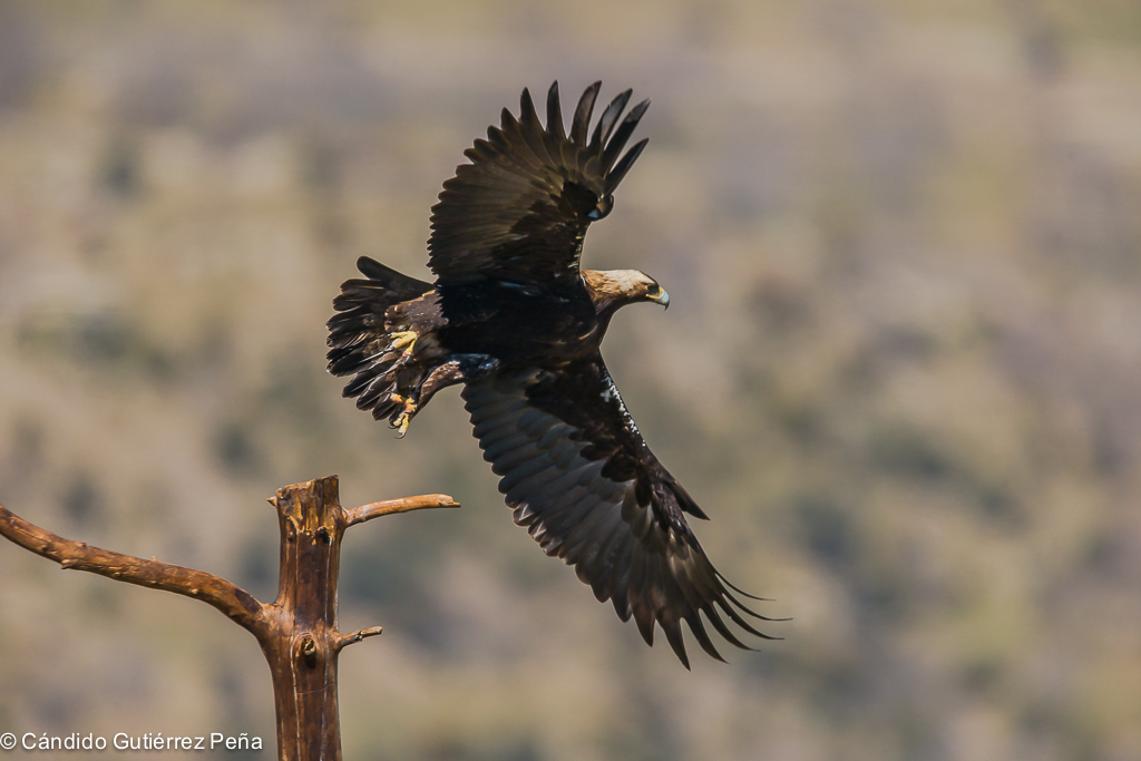 AGUILA IMPERIAL - Aquila Adalberti | Observatorio de la Naturaleza